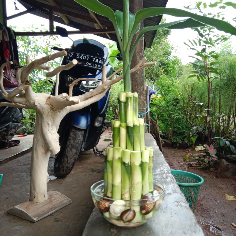 Jual anyam bambu keberuntungan/bambu hoki sudah berakar hiasan dalam ...