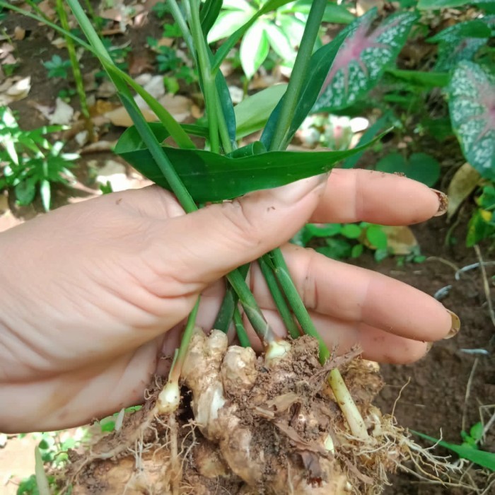 Jual Bibit jahe emprit,merah,gajah super tanaman herbal - jahe merah ...