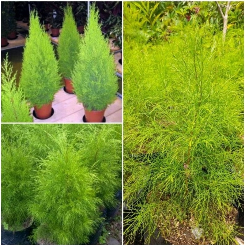 Jual Tanaman Hias Cemara Balon/Cemara Balon (60/70cm) | Shopee Indonesia