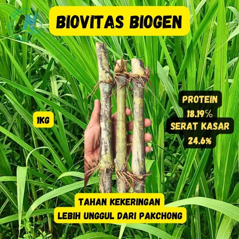 Jual Bibit Rumput Biovitas Biogen Keringan Dari Pakchong IKG / Bibit ...
