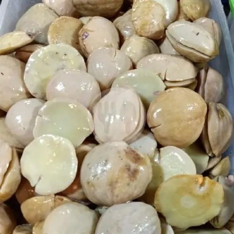 Jual Jengkol Tua Rebus/ Jengkol Rebus / Sepi Tua Rebus 250 Gram 500 ...