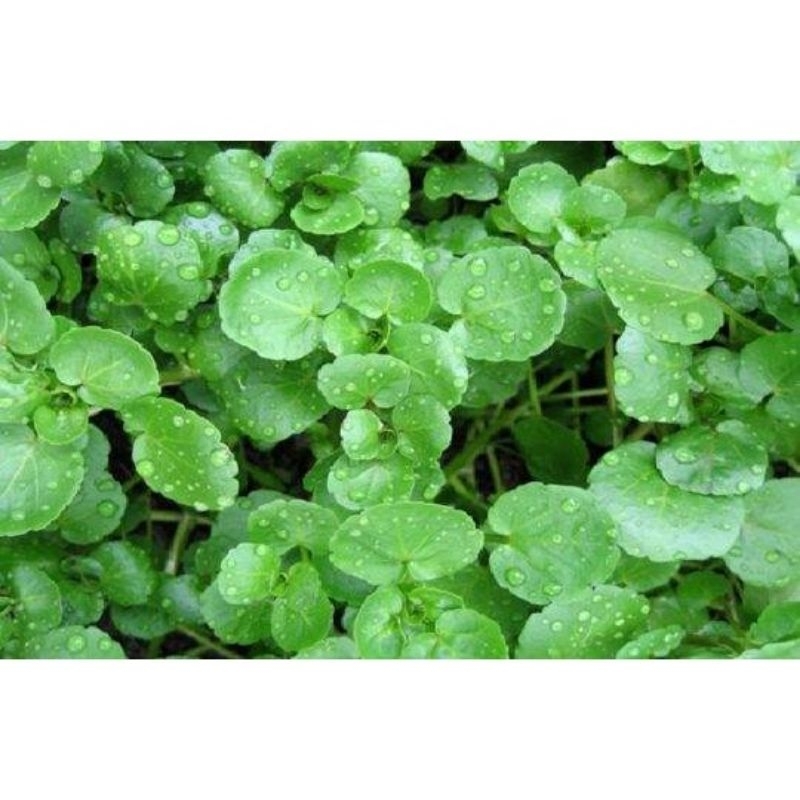 Jual Daun antanan /antanan 500gram | Shopee Indonesia