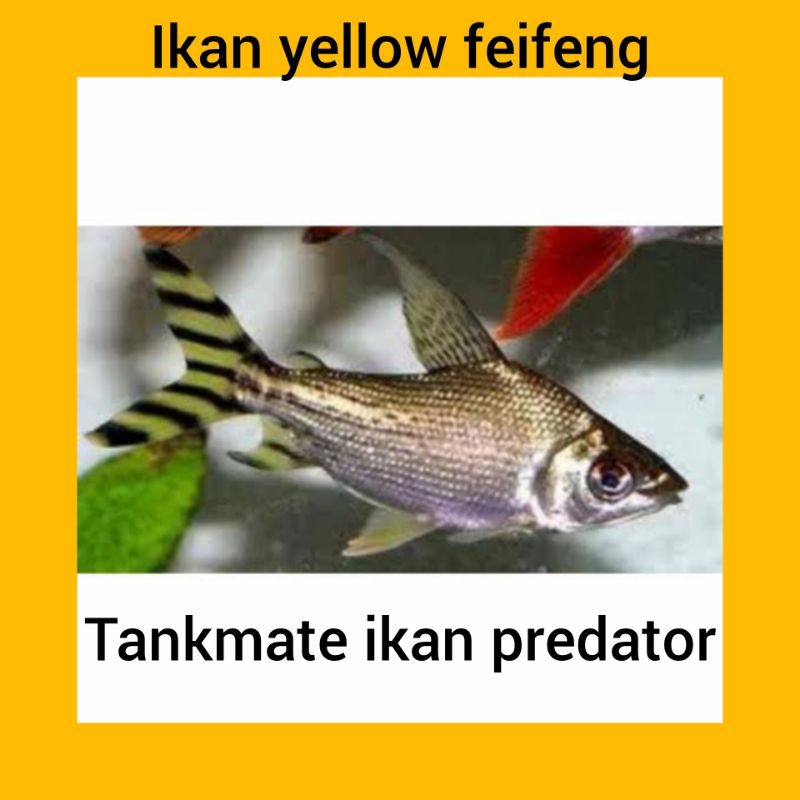 Jual ikan tankmate predator yellow feifeng YFF | Shopee Indonesia