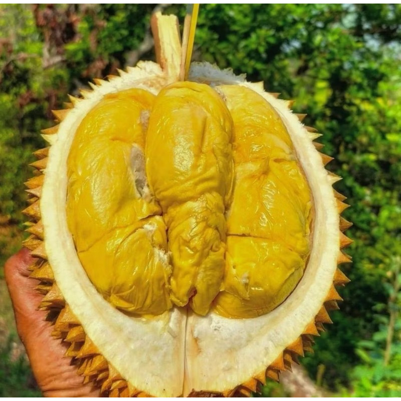 Jual Bibit DURIAN SUPER TEMBAGA okulasi cepat berbuah | Shopee Indonesia