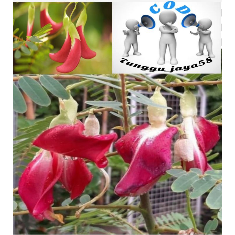 Jual PROMO!!! 100 BUTIR BENIH TURI MERAH tanaman hias dan pakan ...