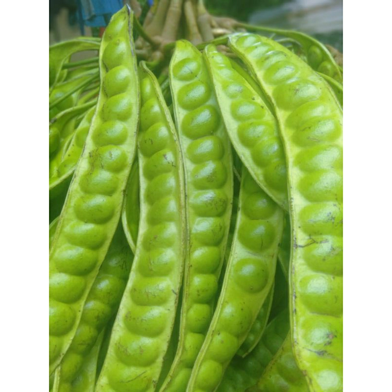 Jual PETE/PETAI PADI PER 1 PAPAN LONJOR TUA SUPER | Shopee Indonesia