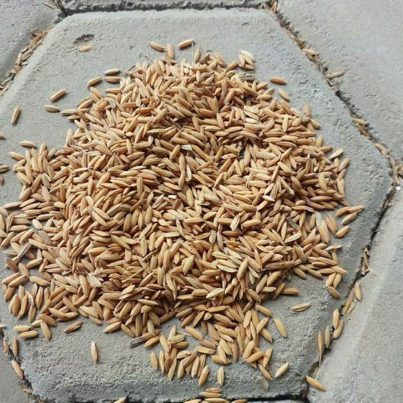 Jual gabah kering kemasan 1kg | Shopee Indonesia