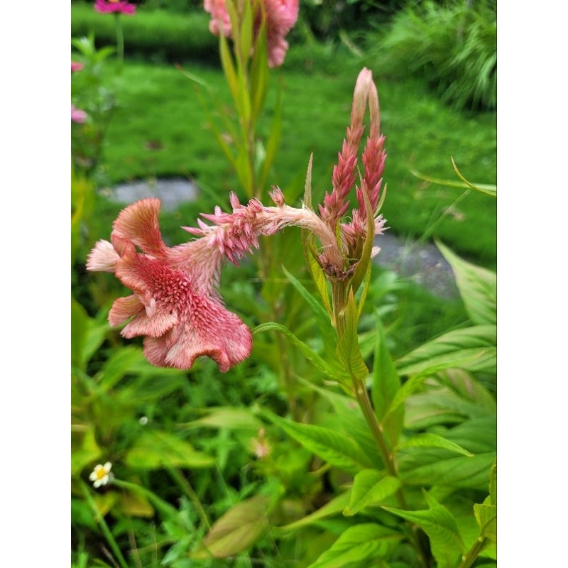 Jual 10 Biji Benih Bunga Jengger Ayam Celosia Pink | Shopee Indonesia