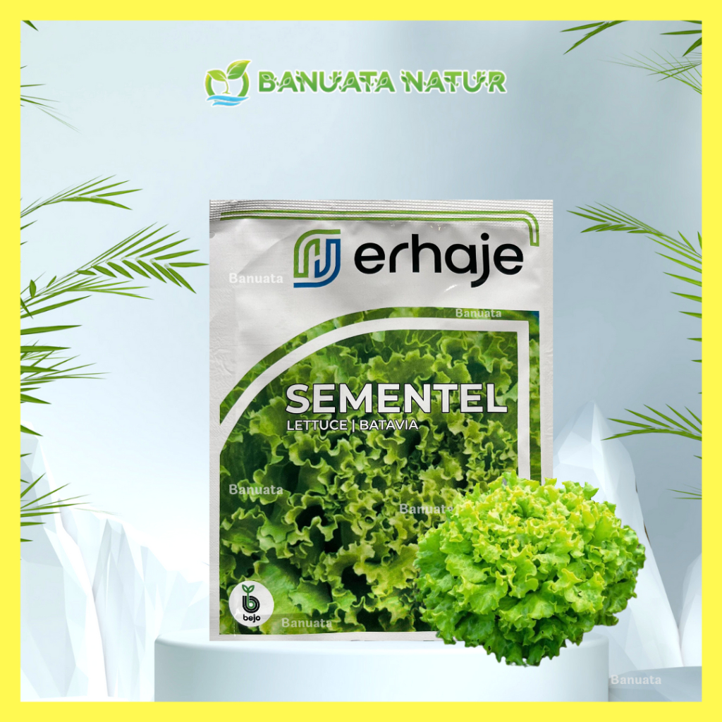 Jual Benih Bibit Selada Sementel Bejo (1000 Pill) - Benih Bejo ...
