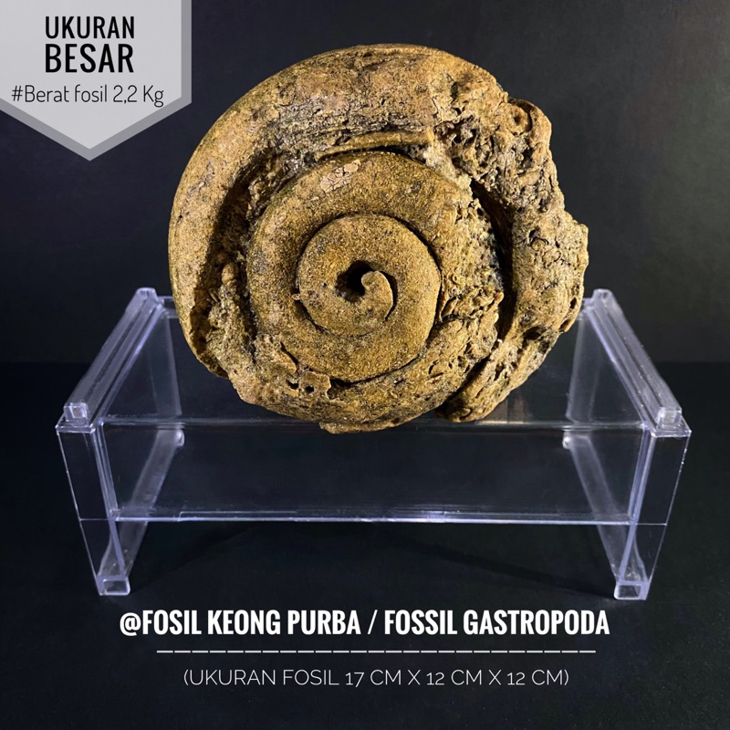 Jual Fosil Keong Purba B96 atau Fossil Gastropoda atau Fosil Kerang atau Fosil Kol Buntet Alam ...