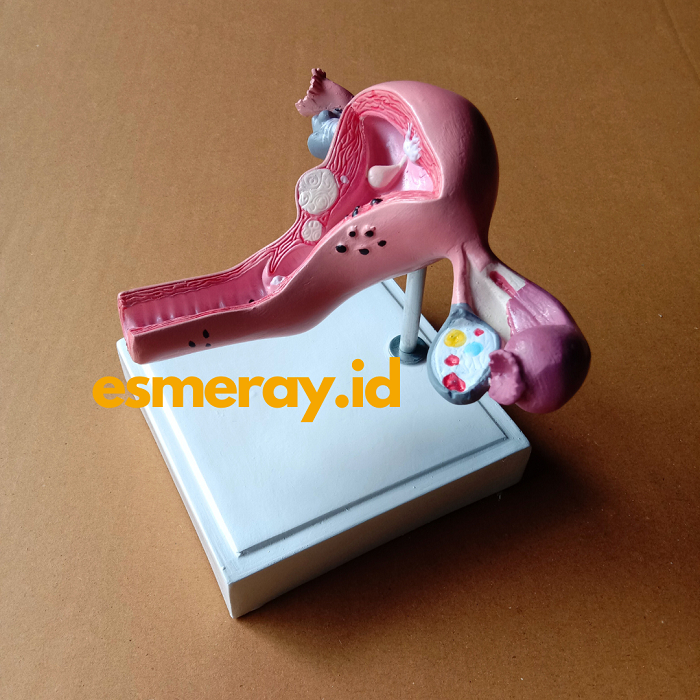 Jual Anatomi Model Uterus-Ovary/Phantom/Manikin/Manekin Model Ovarium/Sistem Reproduksi Wanita ...