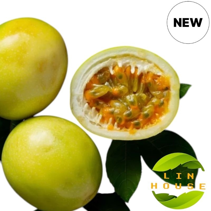 Jual Fresh Buah Segar-Markisa Matang Petik Order VitC 1 Kg | Shopee Indonesia