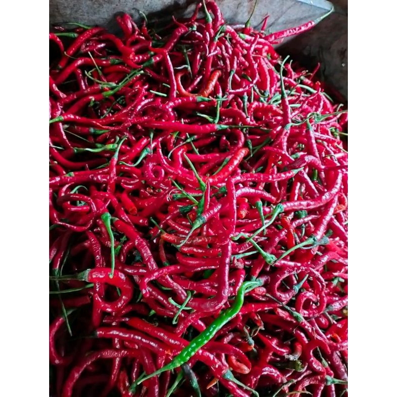 Jual CABAI KERITING MERAH 250gr | Shopee Indonesia