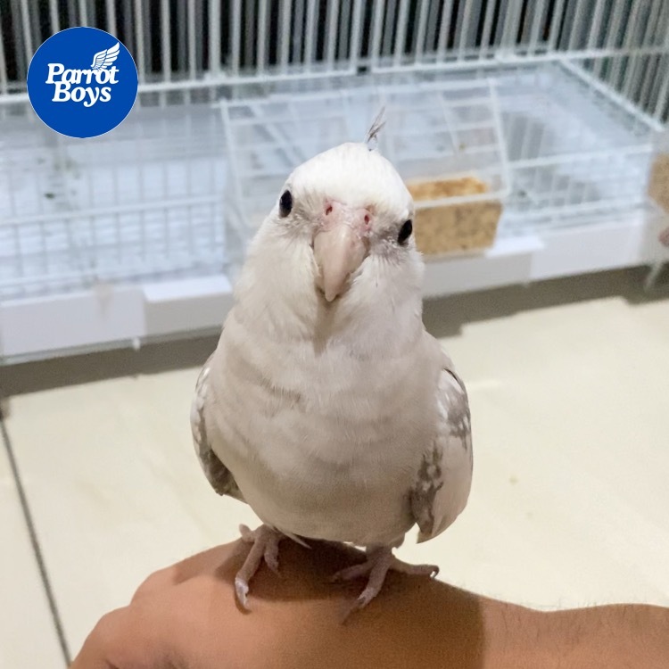 Jual ParrotBoys - Burung Falk White Face Siul Beatbox di Tangan ...