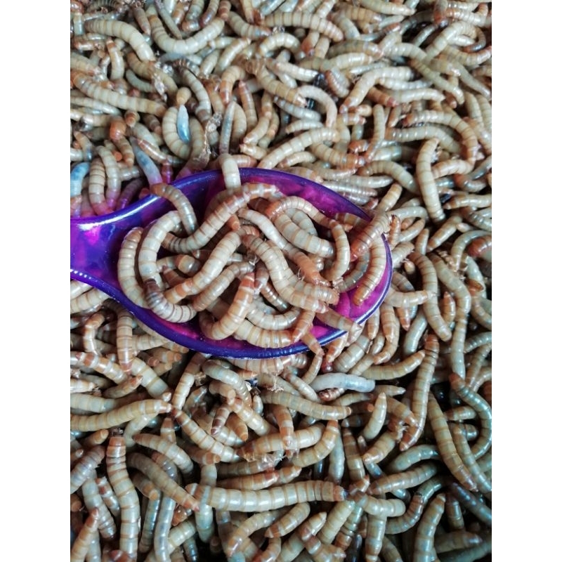 Jual Live Meal Worm/Ulat Hongkong Hidup 100gr | Shopee Indonesia