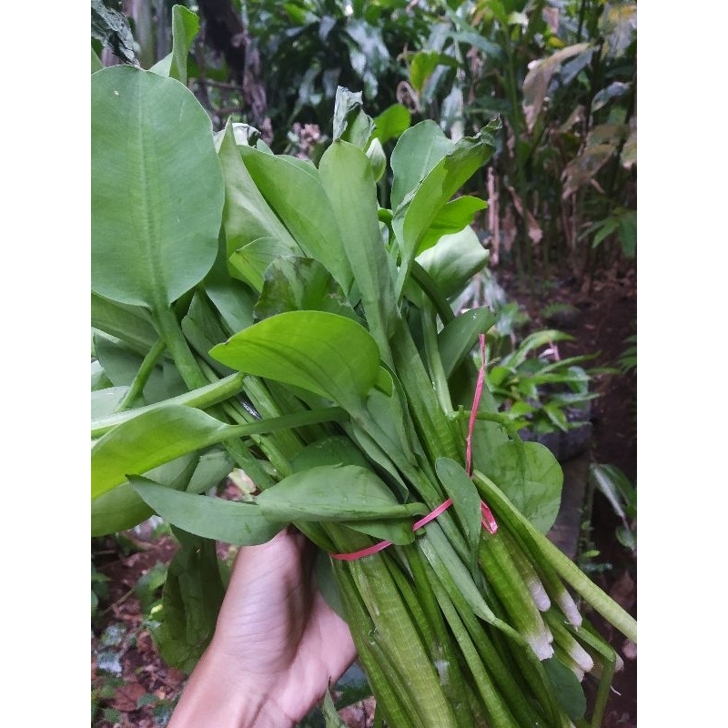 Jual Daun Genjer Sayur Genjer 300 gr | Shopee Indonesia