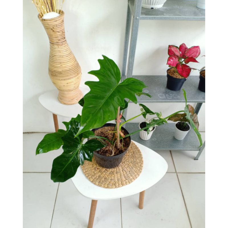 Jual TANAMAN HIAS PHILODENDRON DRAGON / TANAMAN HIAS / TANAMAN PHILO ...