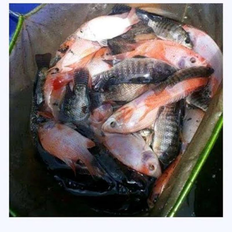 Jual Ikan nila segar hitam merah 1kg/ nila ikan segar merah hitam 1kg ...