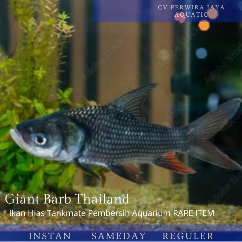 Jual Giant Barb Siamese Tankmate Rare Item Hiasan Aquarium | Shopee ...