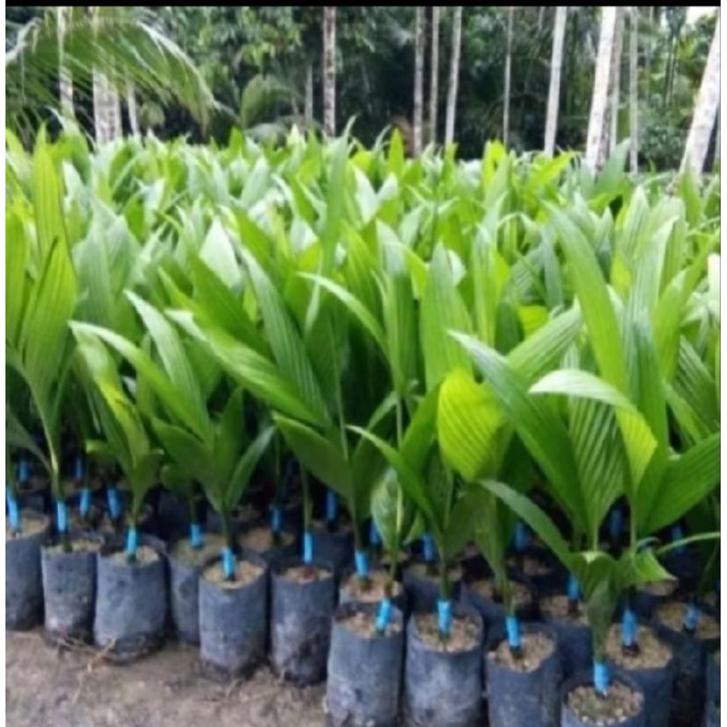Jual bibit pohon pinang jame super dan murah siap tanam 5pcs tinggi20 ...