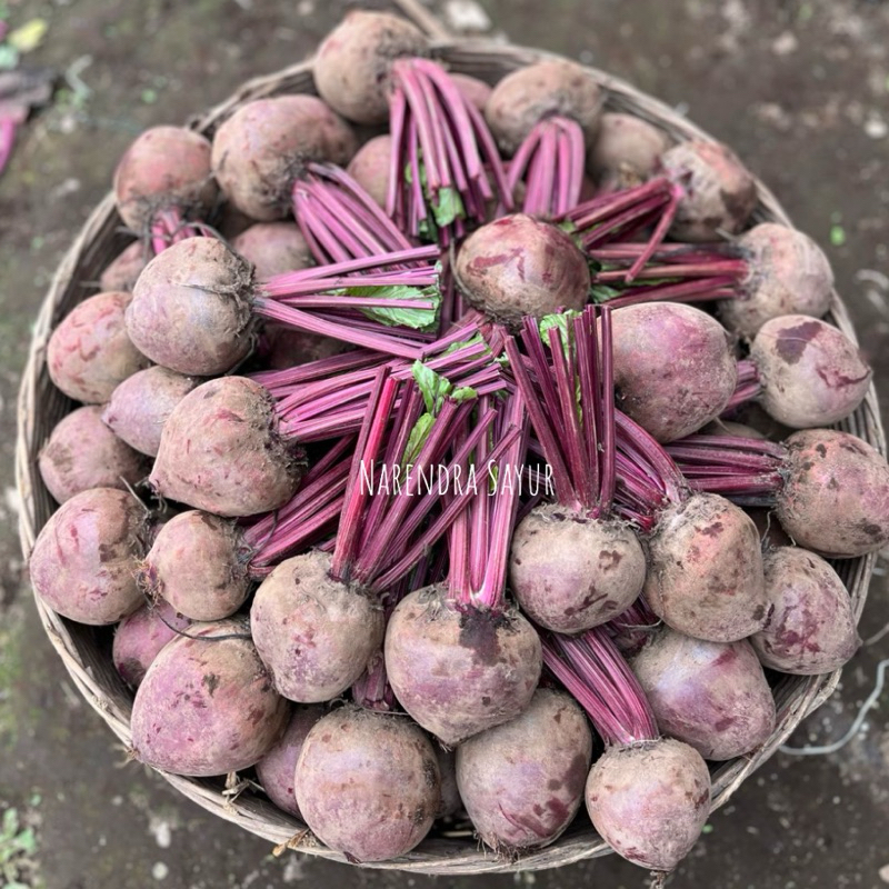 Jual Buah bit fresh 1KG | Shopee Indonesia