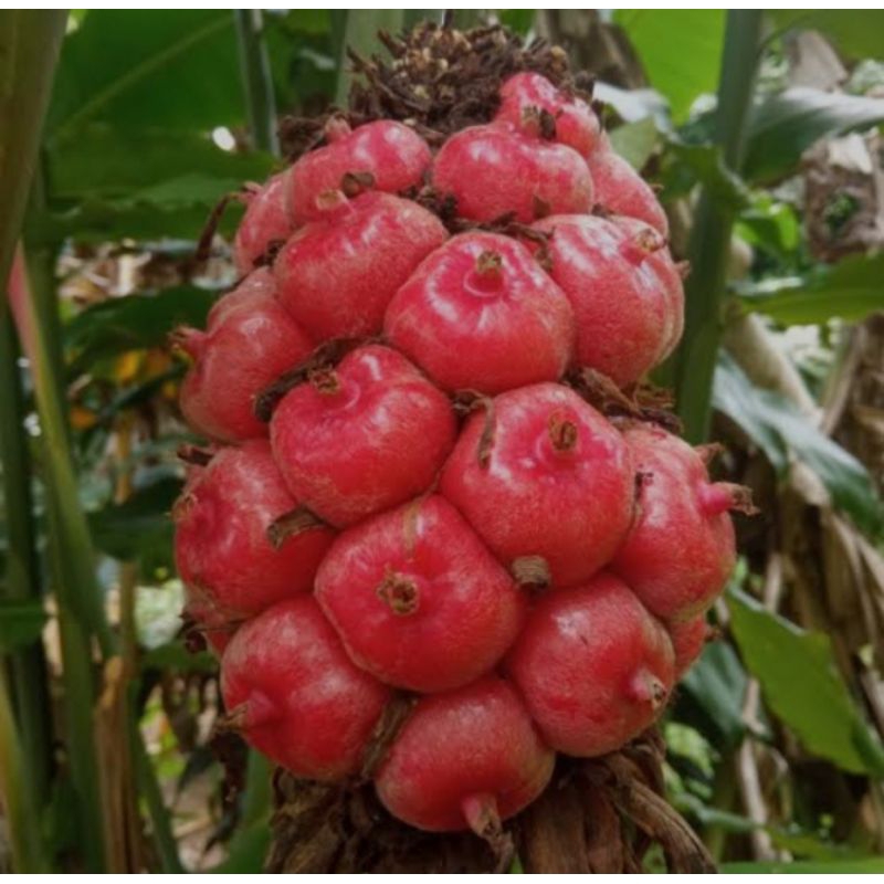 Jual buah honje pink seger 1kg/ideal untuk jus dan rujak | Shopee Indonesia