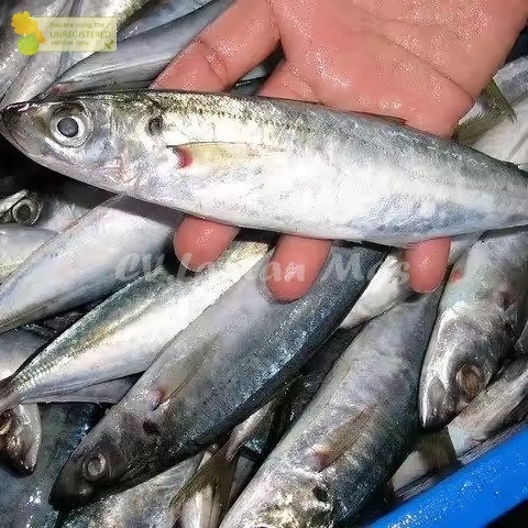 Jual Ikan Layang Kecil Ikan Baby Layang Ikan Cue Basah Segar 1Kg ...
