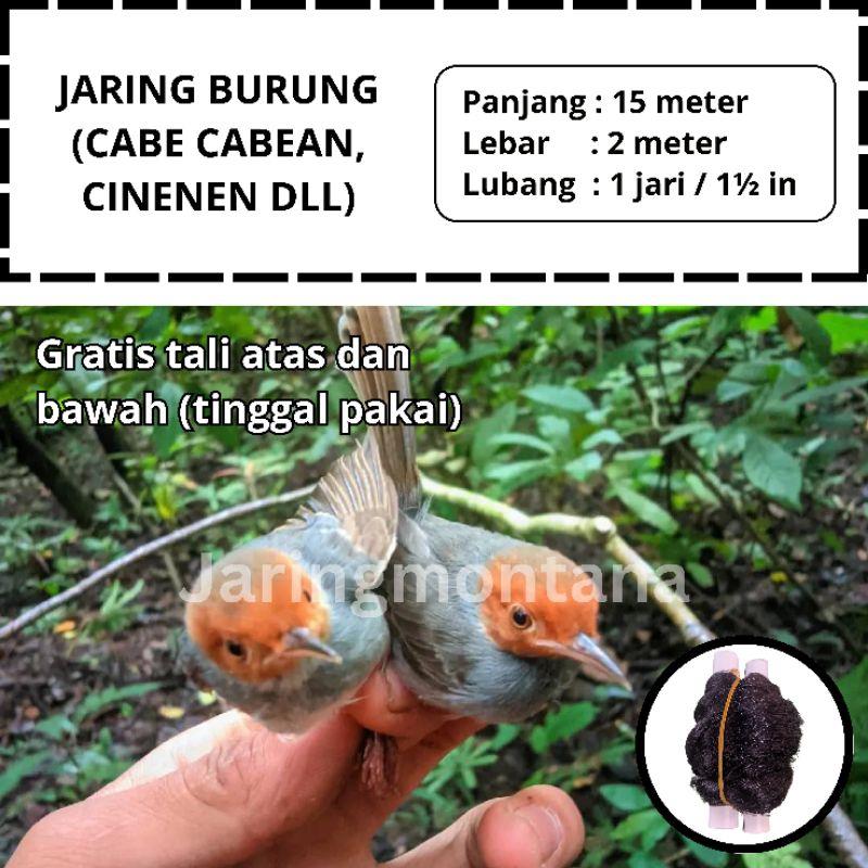 Jual JARING BURUNG PRENJAK KEPALA MERAH JARING BURUNG KECIL JARING ...
