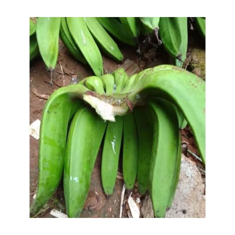 Jual pisang nangka mentah super/pisang raja nangka ready 1kg boleh cod ...