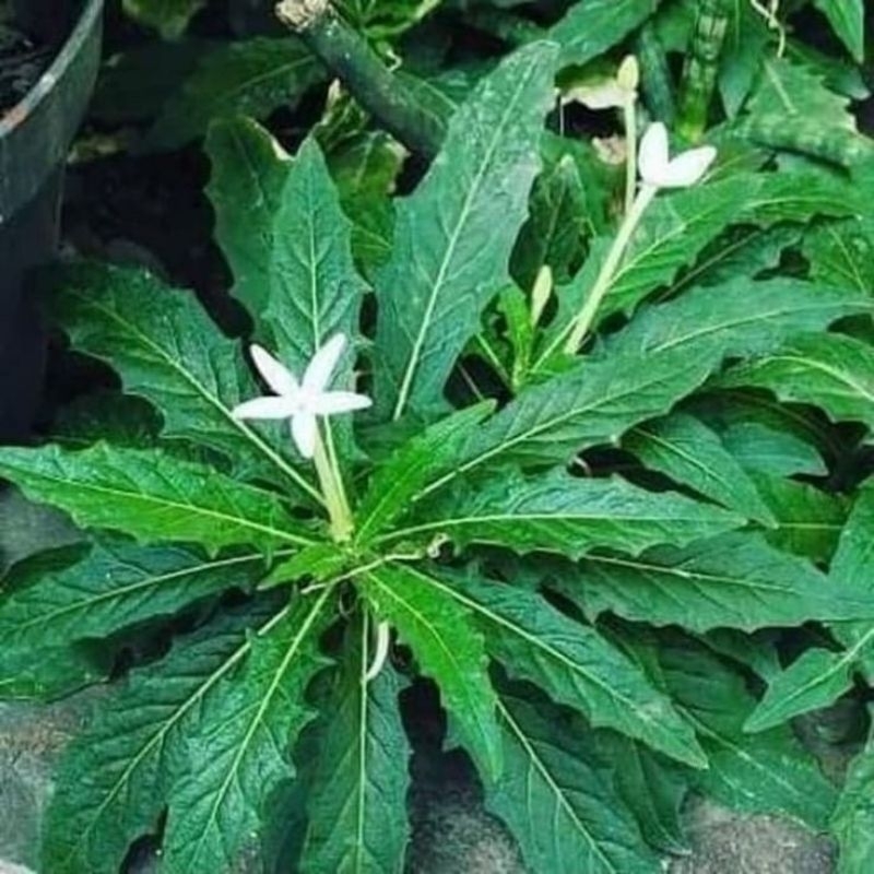 Jual daun kitolod segar plus akar 500gr | Shopee Indonesia