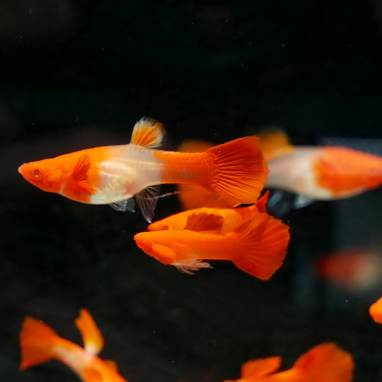 Jual Jual Guppy Albino Koi Red Ear Line Vietnam /Guppy Albino Koi Red Ear | Shopee Indonesia