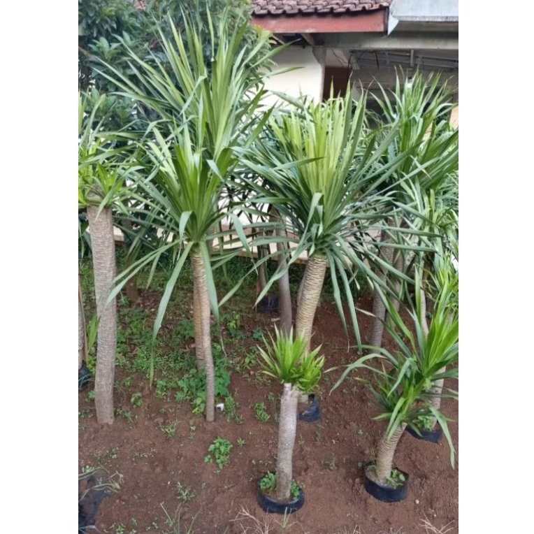 Jual tanaman hias pandan bali 1 meter | Shopee Indonesia