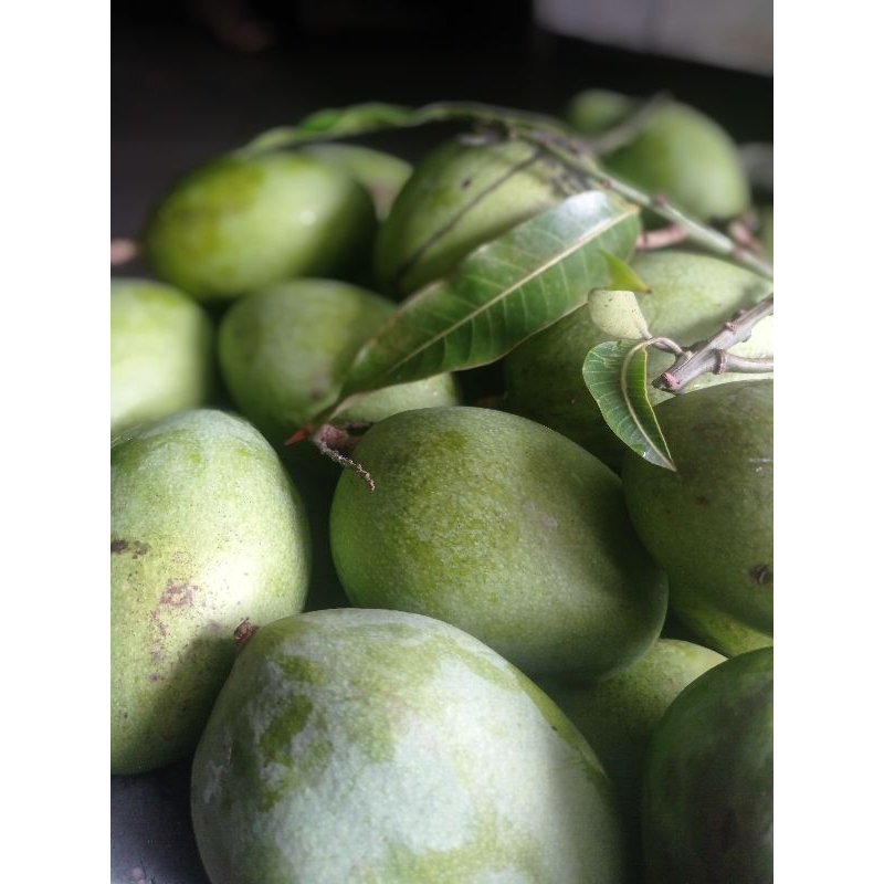 Jual mangga muda,rujak 1kg.ukuran besar,segar dan berkualitas i cocok ...