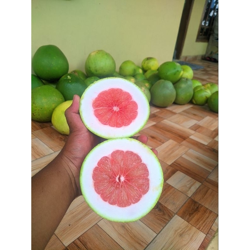 Jual Jeruk pamelo madu | Shopee Indonesia