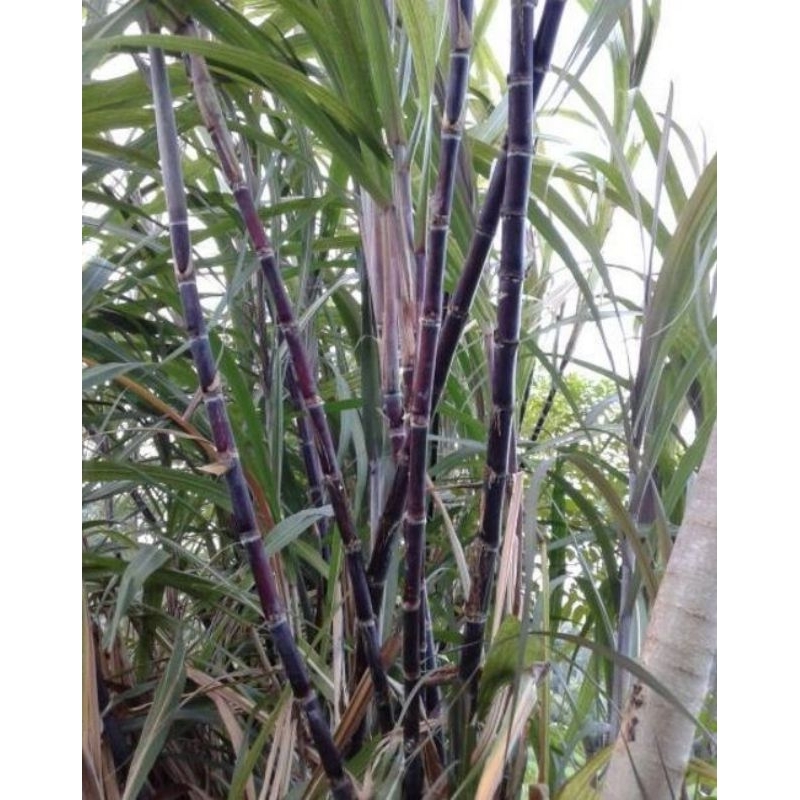 Jual Tebu Hitam Asli Per Batang Ukuran Panjang 25-30cm | Shopee Indonesia
