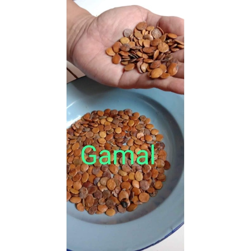 Jual biji gamal super 1 kg | Shopee Indonesia