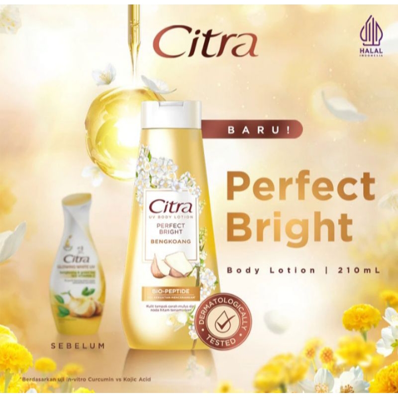 Jual citra perfect bright lotion pelembab tubuh bengkoang 210ml ...