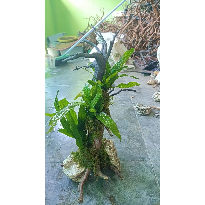 Jual KAYU HIAS AQUARIUM AQUARIUM PALUDARIUM VERTICAL GARDEN | Shopee ...
