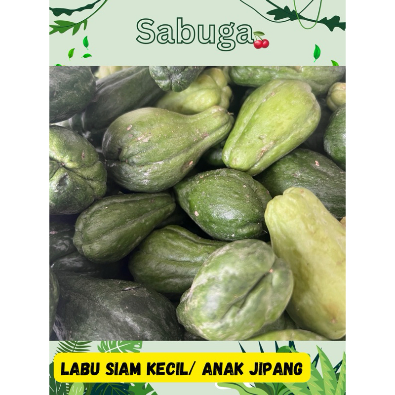 Jual LABU SIAM KECIL/ ANAK JIPANG PER 500gr | Shopee Indonesia