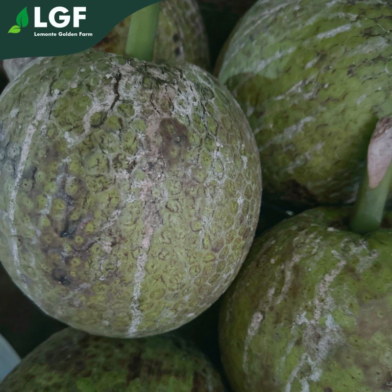 Jual Buah sukun mentega siap digoreng 1 KG lebih Buah sukun mentega ...