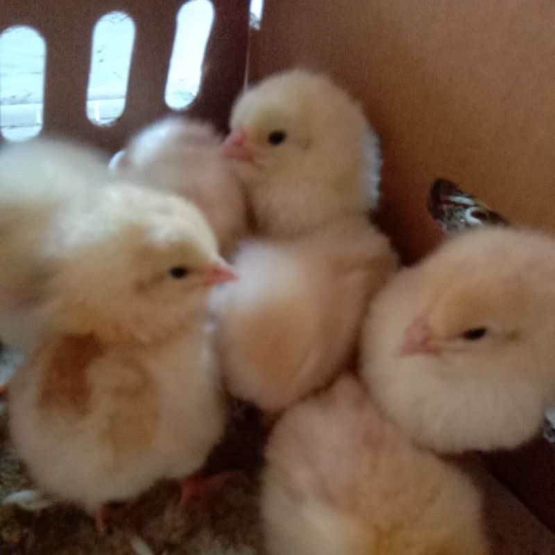 Jual DOC AYAM PEJANTAN POLOS BY PT JAPFA COMFEED (ECER) | Shopee Indonesia