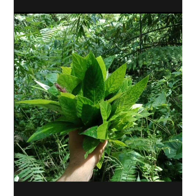 Jual Daun Rendeu/lalapan daun Rendeu/lalapan khas Sunda 300 gram ...
