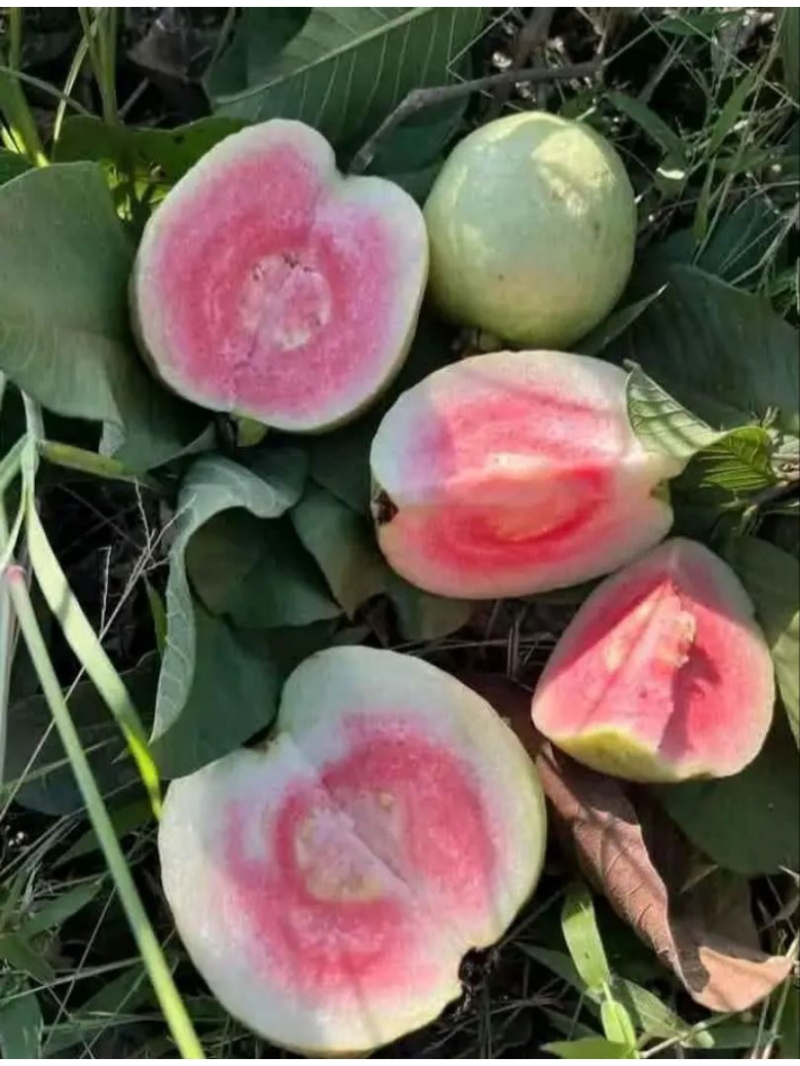 Jual Buah Jambu Kristal Merah/Red Diamond Jember FRESH 1Kg. | Shopee ...