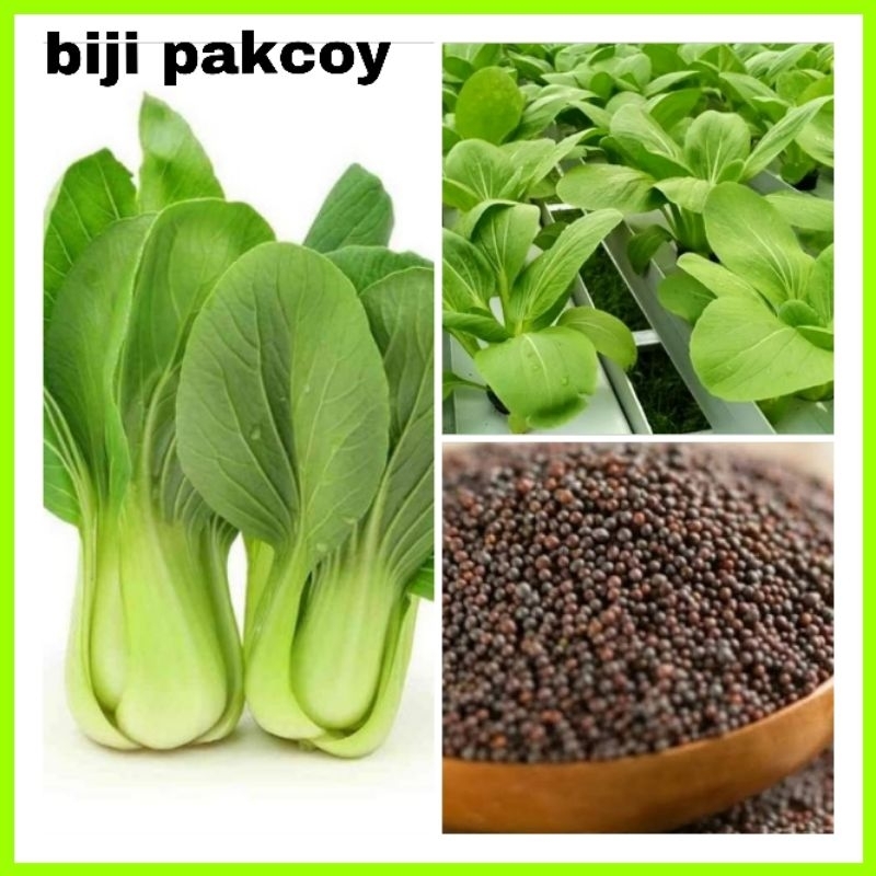 Jual biji benih pakcoy isi (150 biji) | Shopee Indonesia