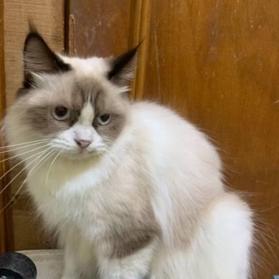 Jual kucing ragdoll betina pure | Shopee Indonesia