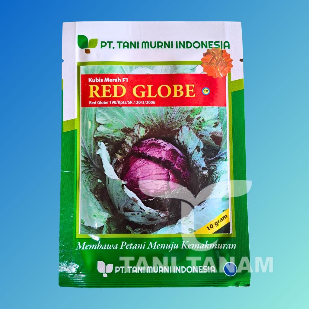 Jual BENIH KUBIS MERAH RED GLOBE F1 TANI MURNI // BENIH KOL MERAH ...