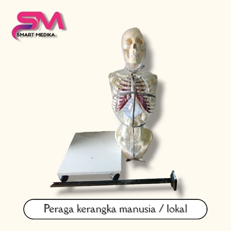 Jual PHANTOM MANEKIN KERANGKA MANUSIA / MANIKIN PERAGA KERANGKA MANUSIA ...