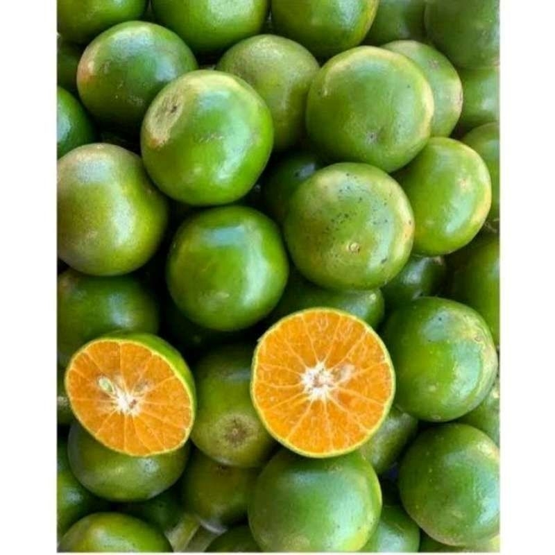 Jual jeruk peras super 1kg | Shopee Indonesia