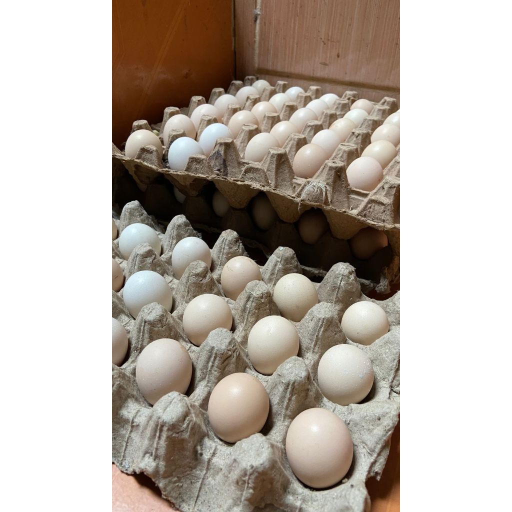 Jual Telur Ayam Arab II Telur Ayam Kampung Omega II Non Fertil | Shopee ...