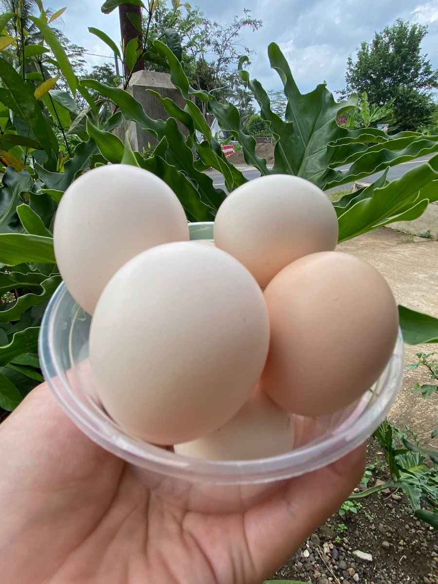 Jual Telur Ayam Arab II Telur Ayam Kampung Omega II Non Fertil | Shopee ...
